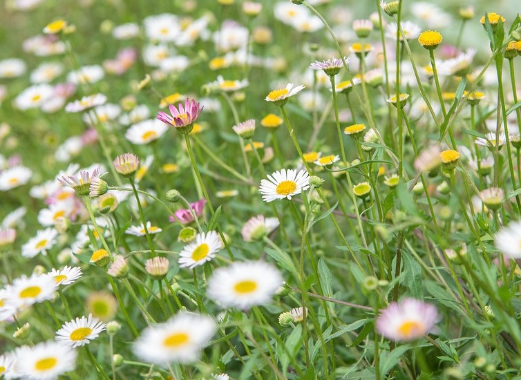 How To Use Ground Cover Plants In Your Garden ~ Fresh Design Blog