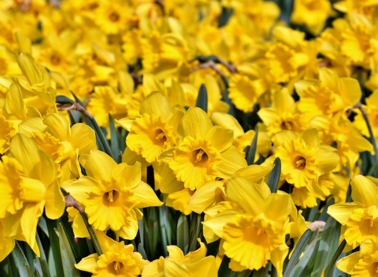 Top 10 Mother's Day Daffodil Themed Gifts ~ Fresh Design Blog