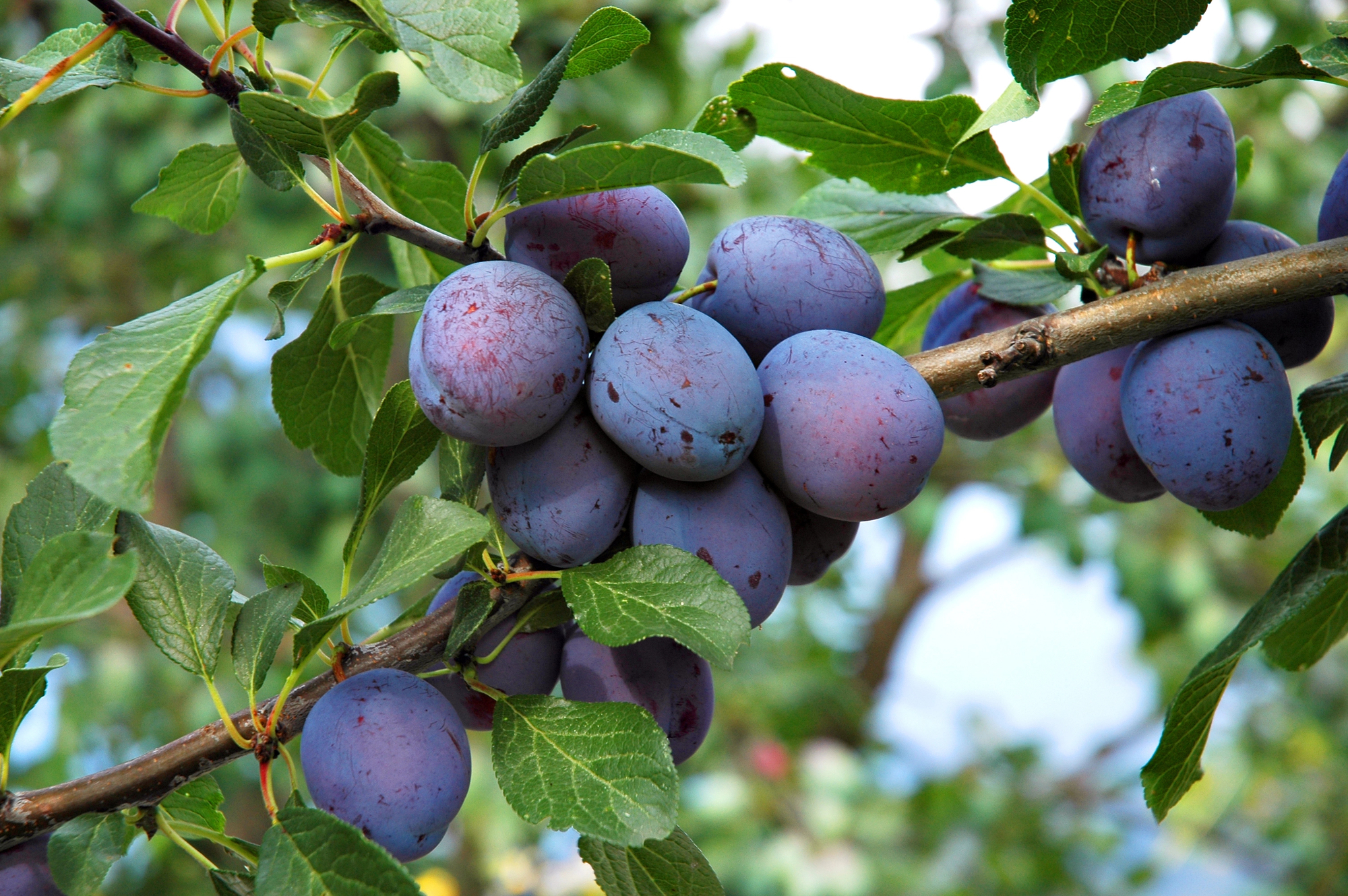 10 Best Practices for Fruit Tree Care ~ Fresh Design Blog