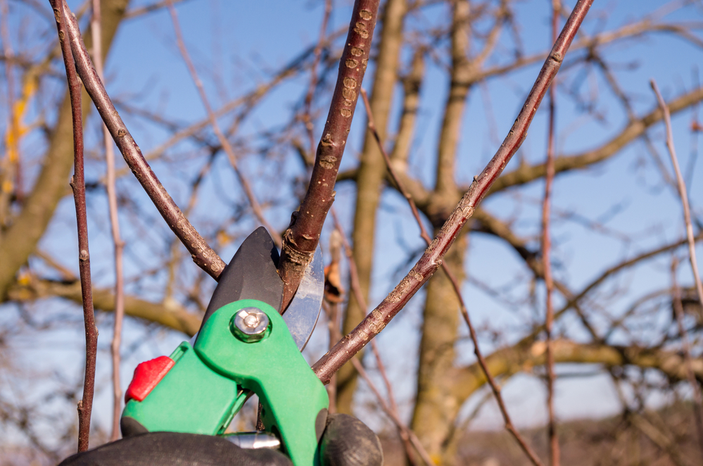 10 Best Practices for Fruit Tree Care ~ Fresh Design Blog