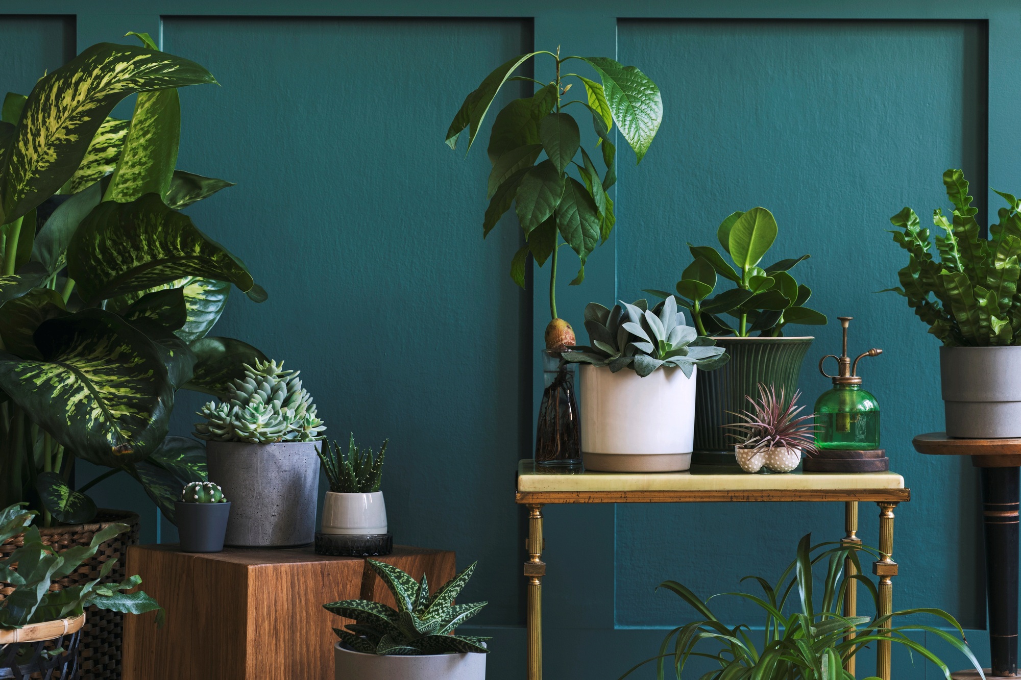 10 Houseplants To Add A Natural Touch To Your Home ~ Fresh Design Blog